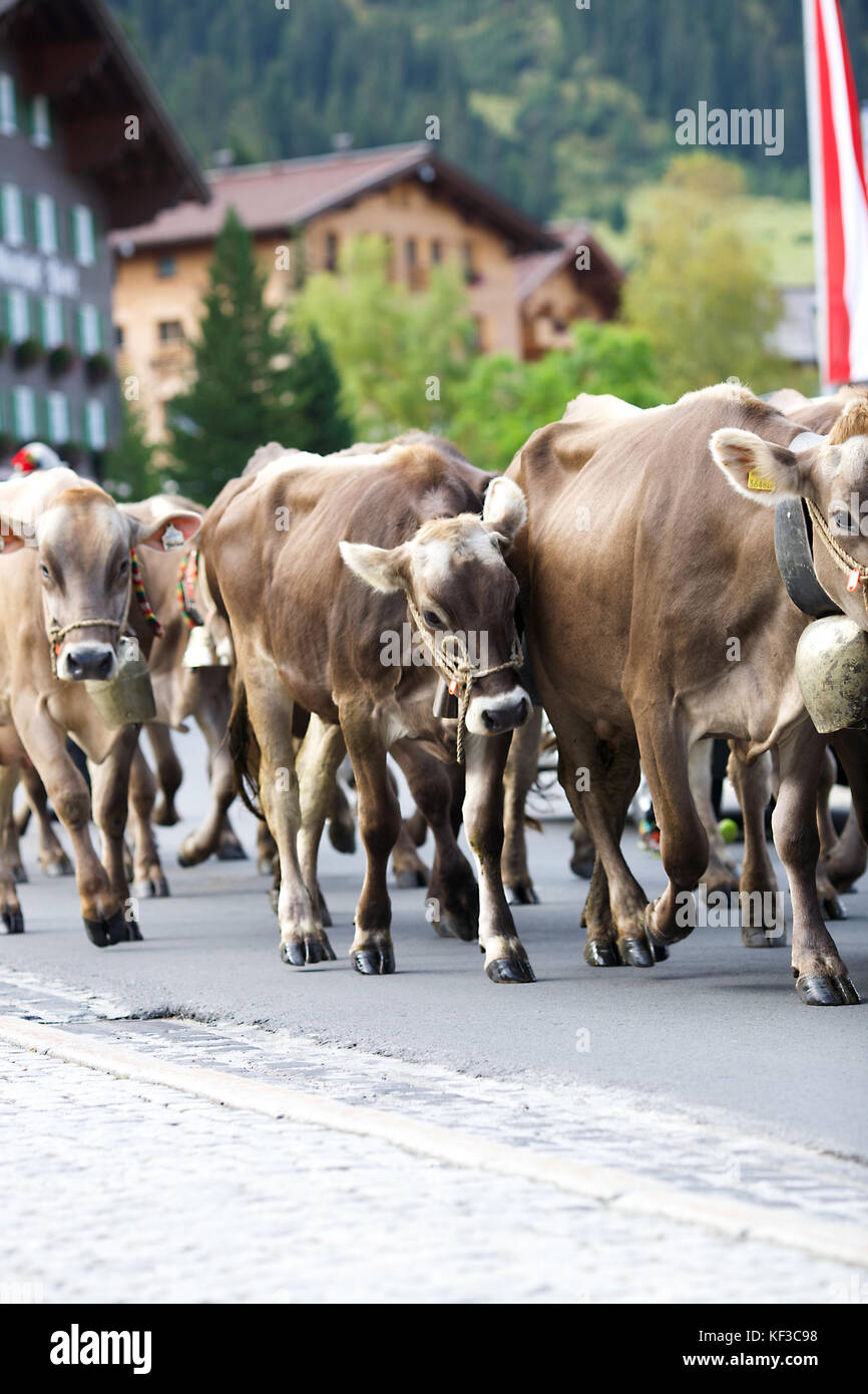 Austrian cows hi-res stock photography and images - Alamy
