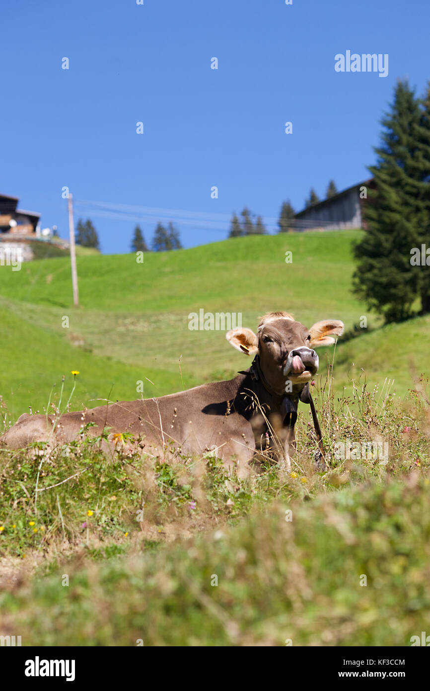 Lech austria summer hi-res stock photography and images - Alamy