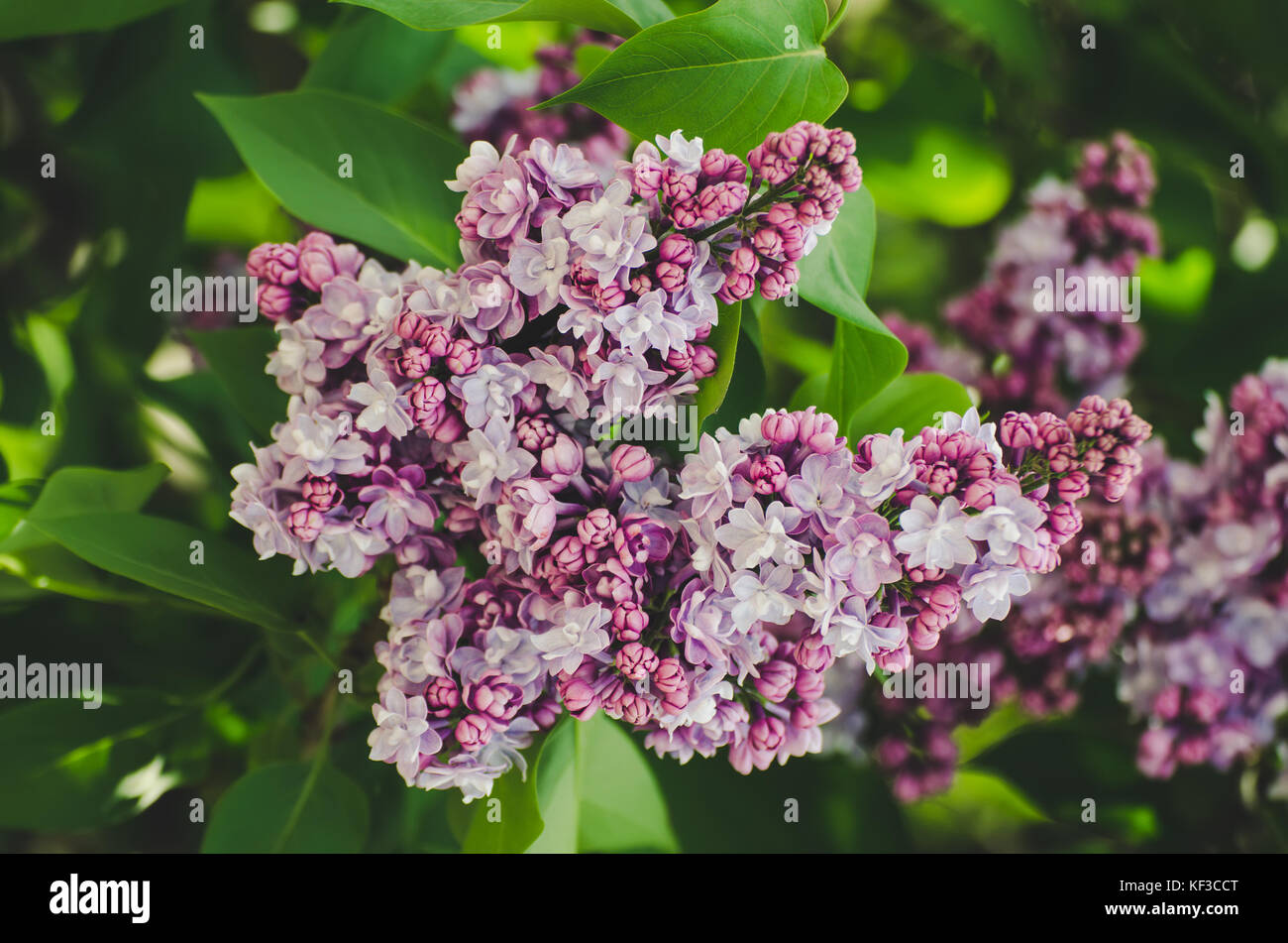 Spring lilac flowers Stock Photo - Alamy