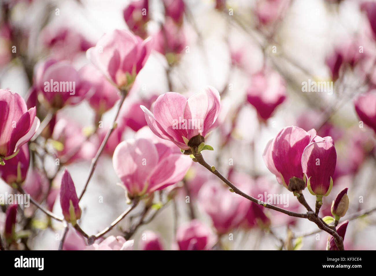 Magnolia spring flowers Stock Photo - Alamy