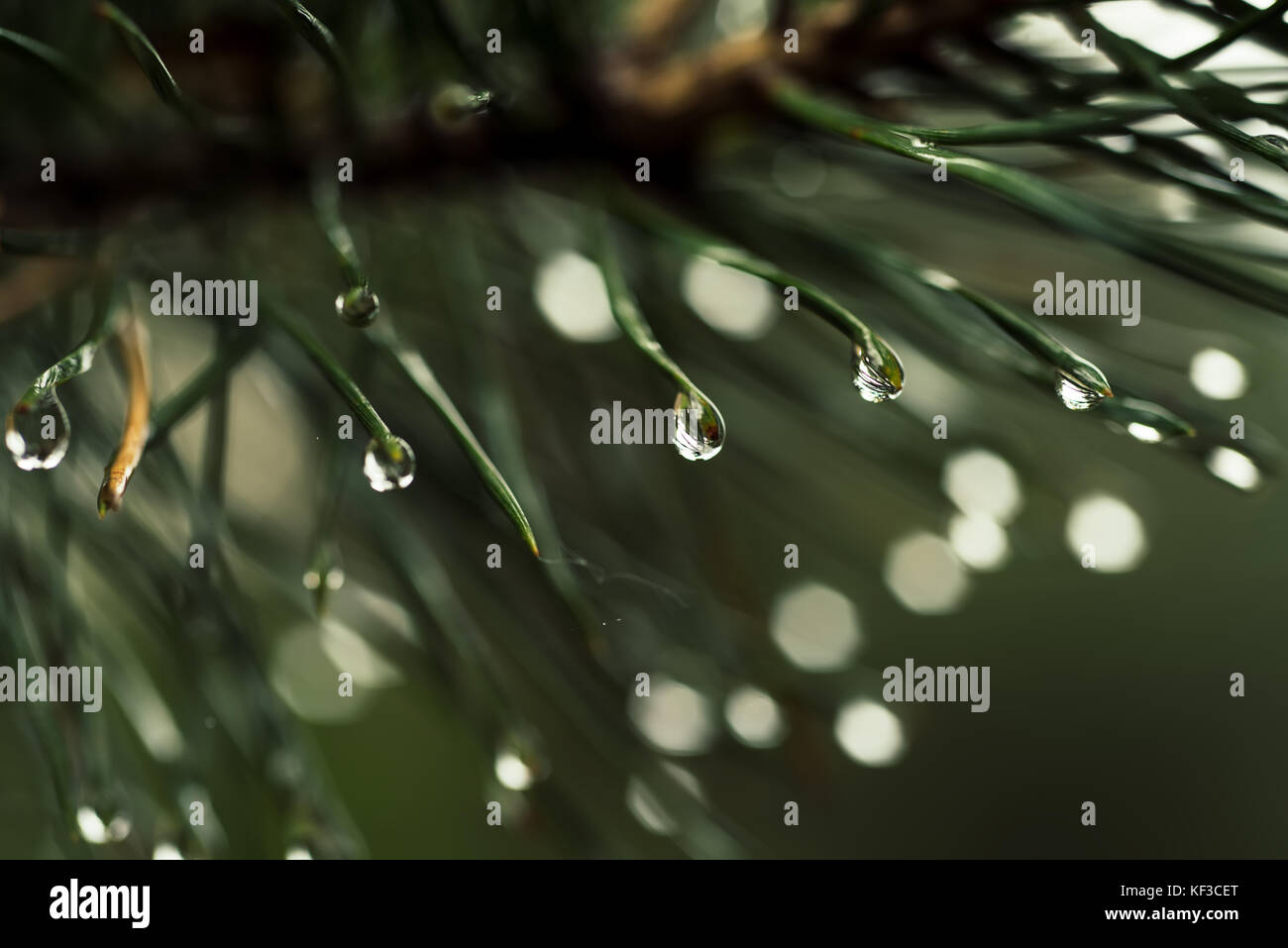 Wet pine tree Stock Photo - Alamy