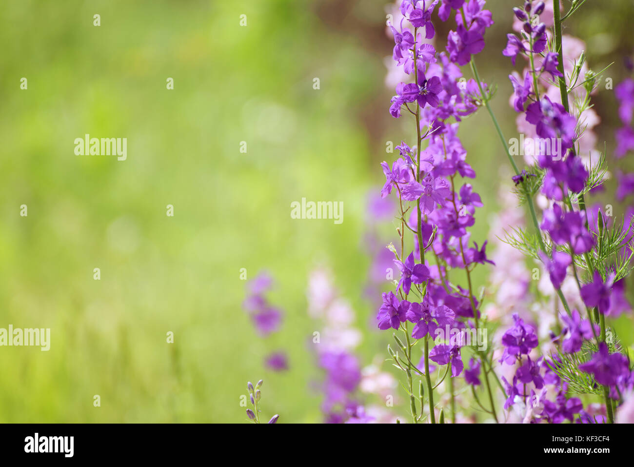 Violet flowers background Stock Photo - Alamy