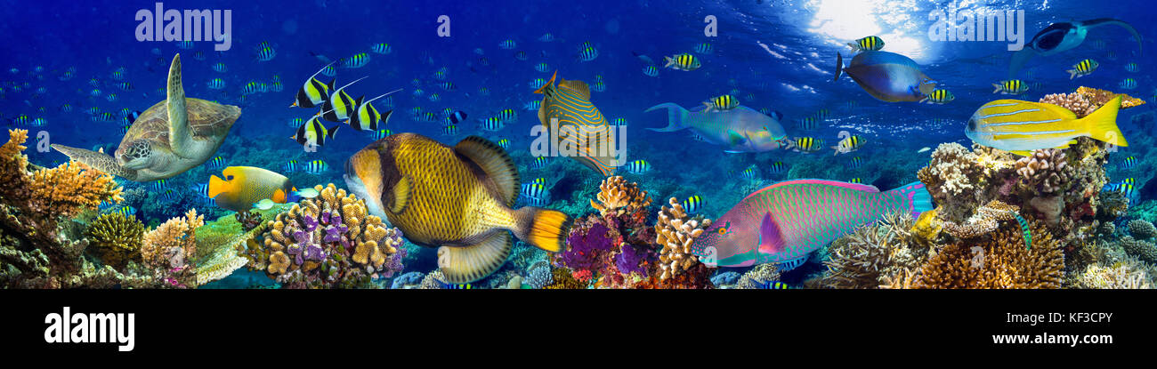 underwater coral reef landscape wide panorama background in the deep ...