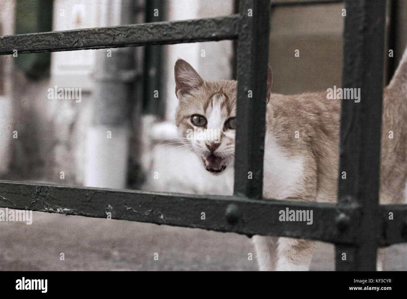 Artwork in retro style, cat Stock Photo - Alamy