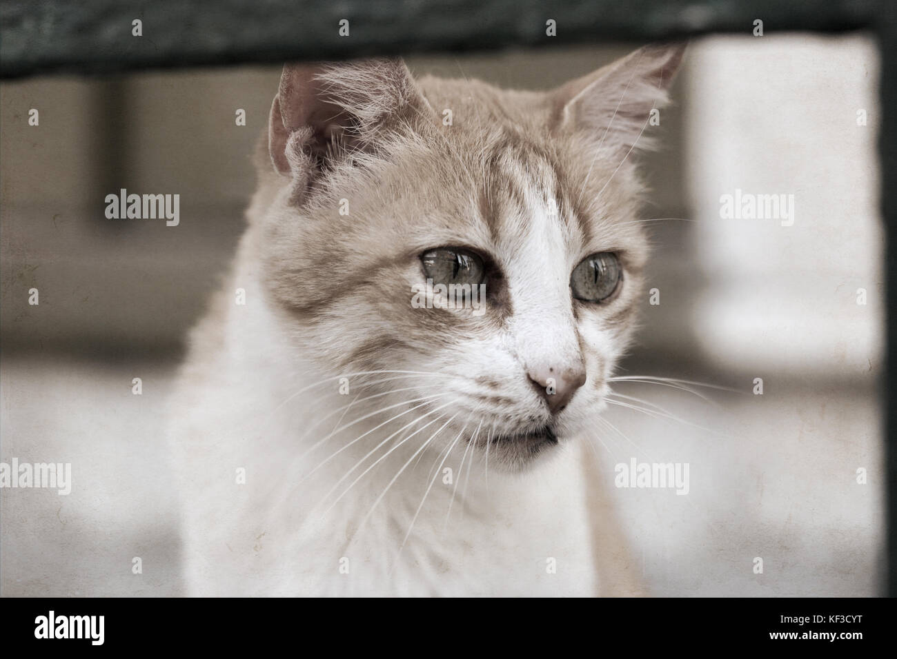 Artwork in retro style, cat Stock Photo - Alamy