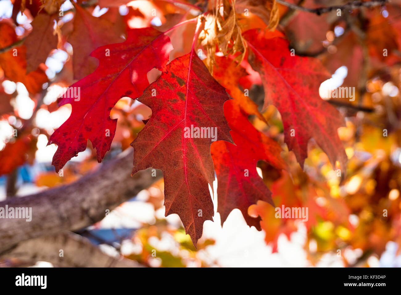 Fall colors and red autumn leaves on a tree Stock Photo - Alamy