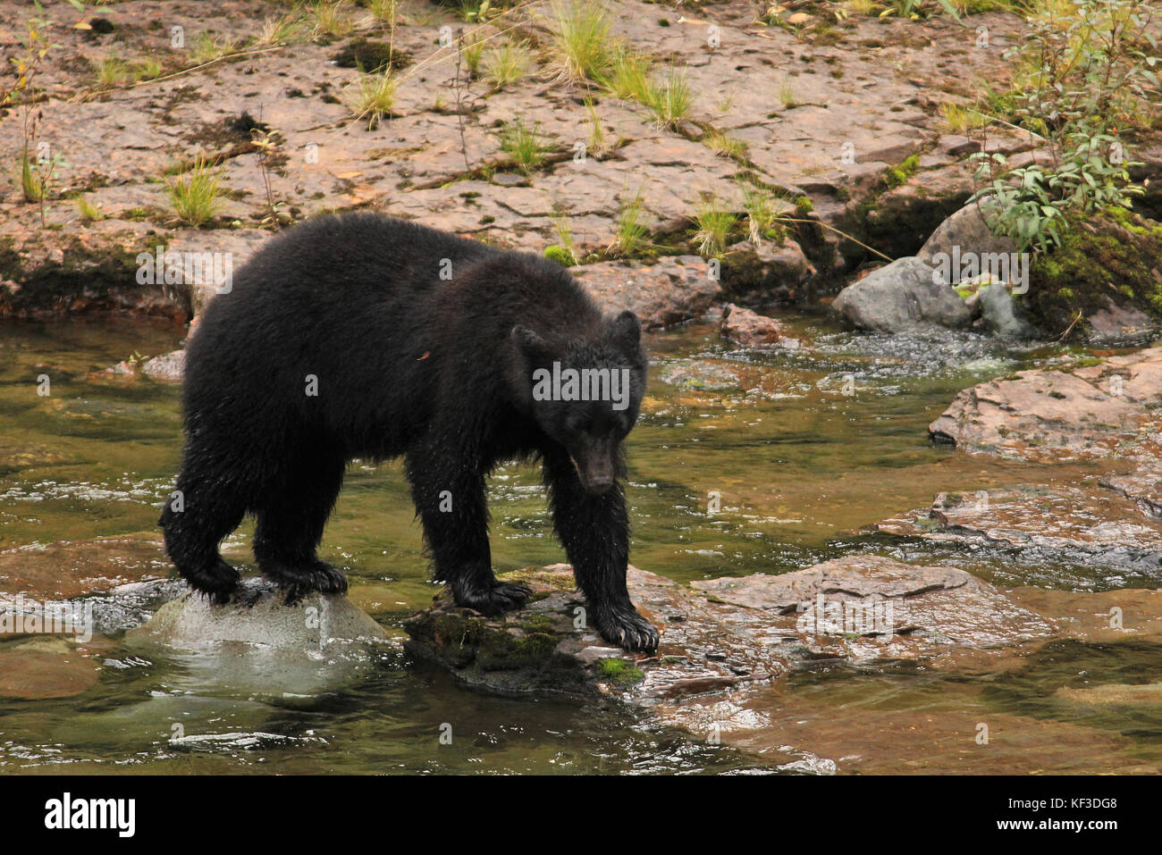 Black Bear walking across stones in the the river at Stamp Falls ...