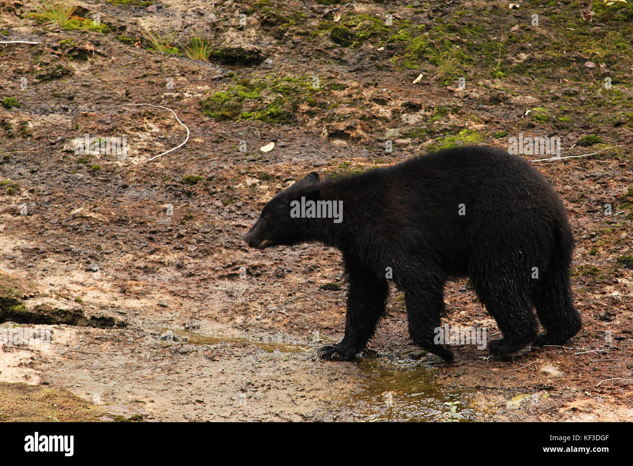 Black Bear walking across rocks at Stamp Falls Provincial Park in Port ...