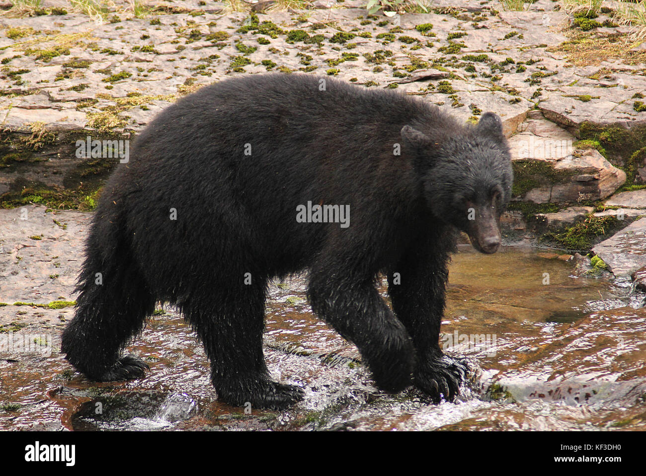 Black Bear walking across the river at Stamp Falls Provincial Park in ...