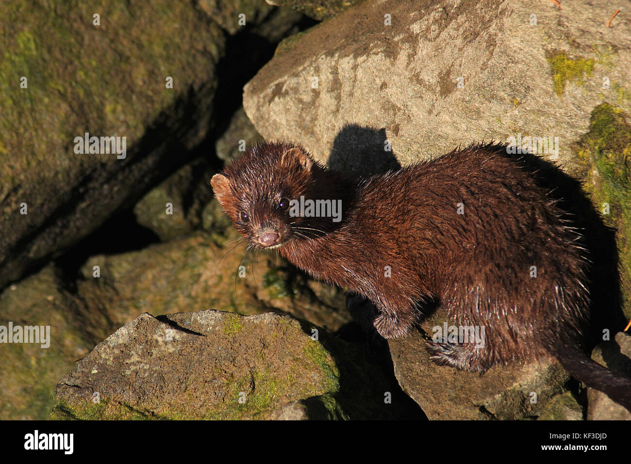American Mink sitting among rocks in Port Alberni, on Canada's ...