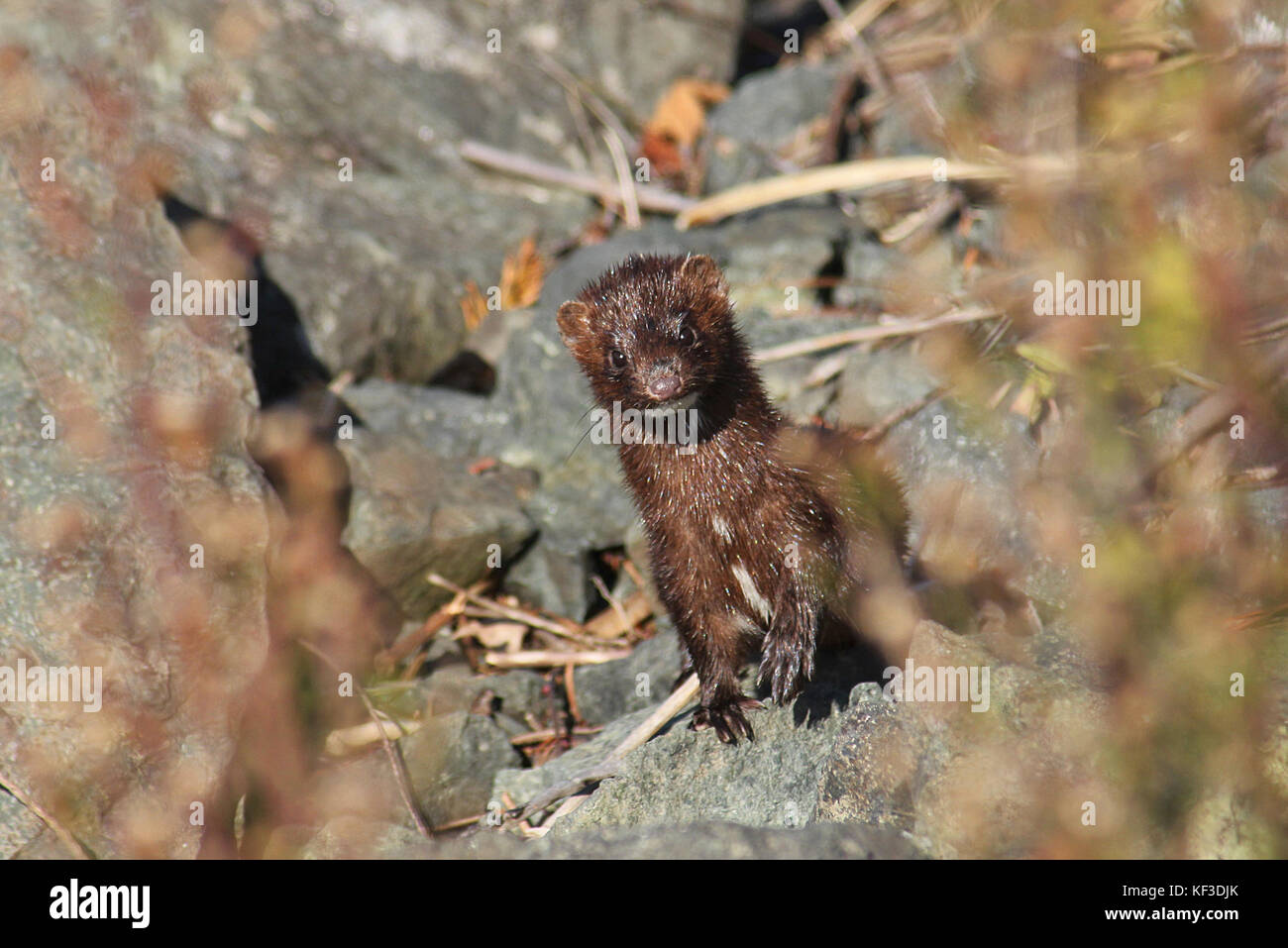 American Mink staring at the camera in Port Alberni, on Canada's ...