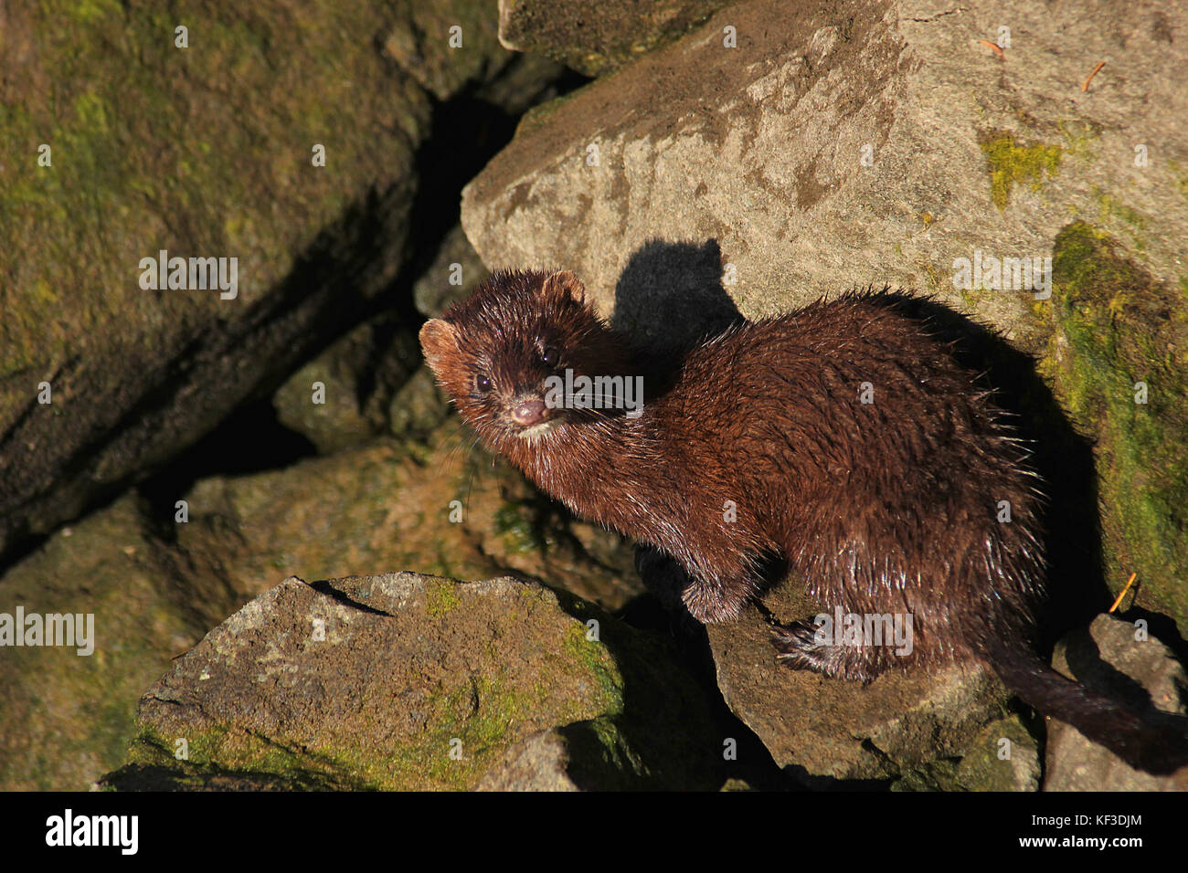 American Mink staring at the camera in Port Alberni, on Canada's ...
