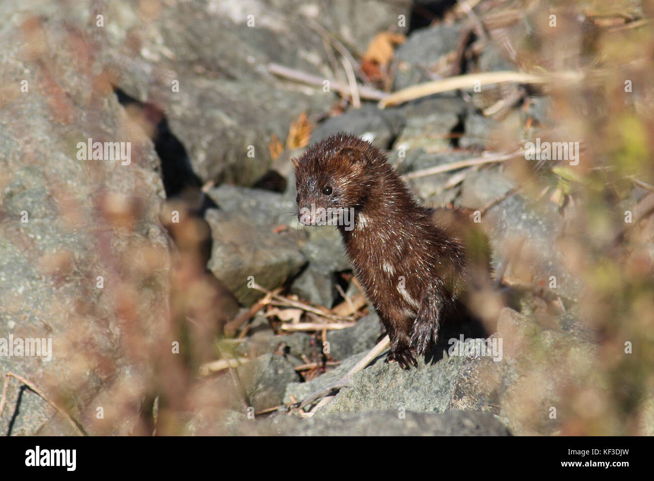 Mink nature wildlife photography hi-res stock photography and images ...