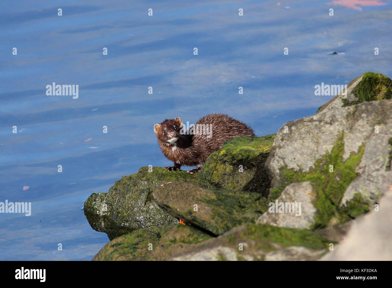 Downtown nanaimo hi-res stock photography and images - Alamy