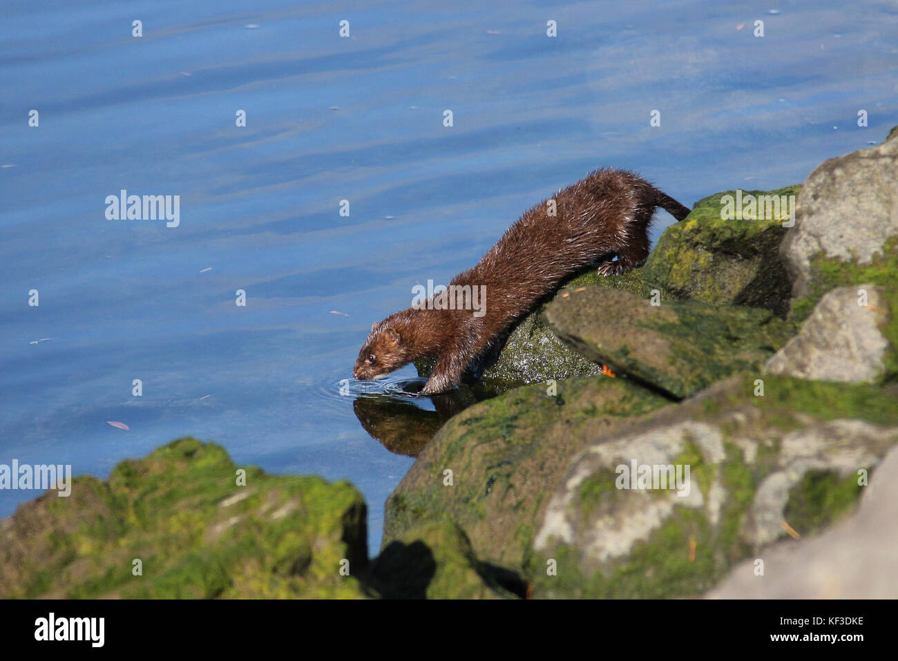 American Mink fishing in Port Alberni, on Canada's Vancouver Island ...