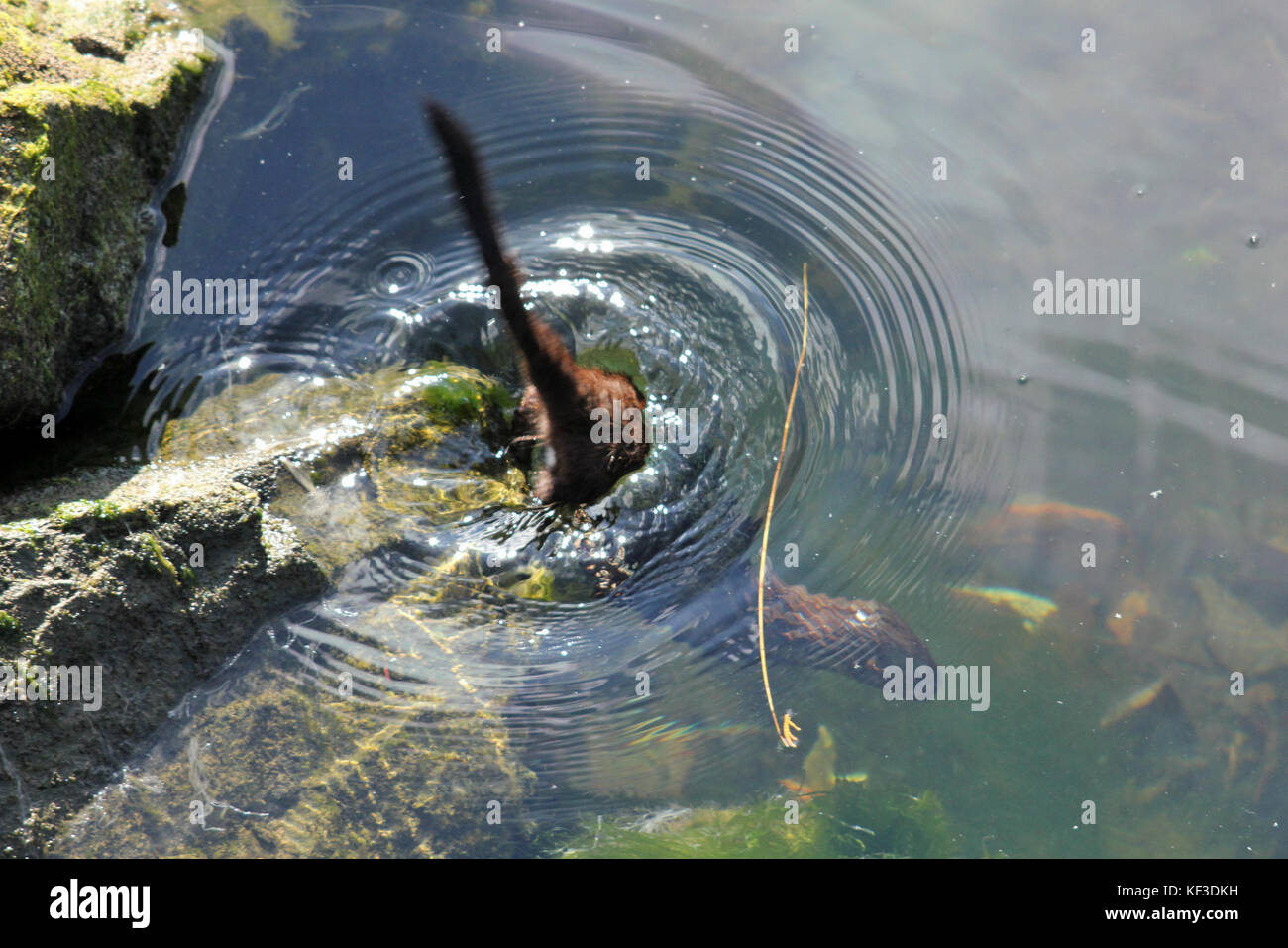 American Mink jumping into water in Port Alberni, on Canada's Vancouver ...
