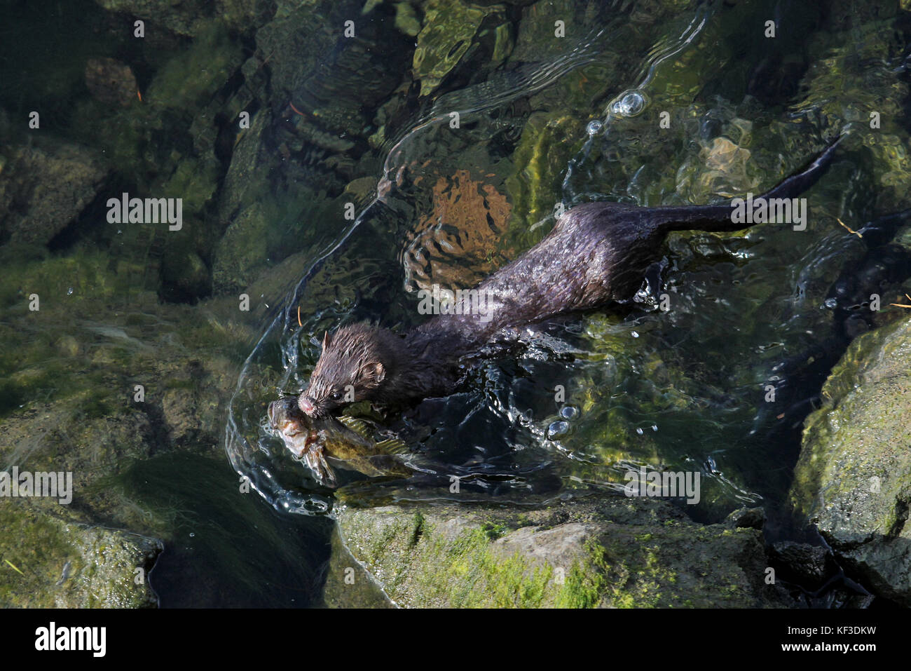 American Mink swimming in Port Alberni, on Canada's Vancouver Island ...