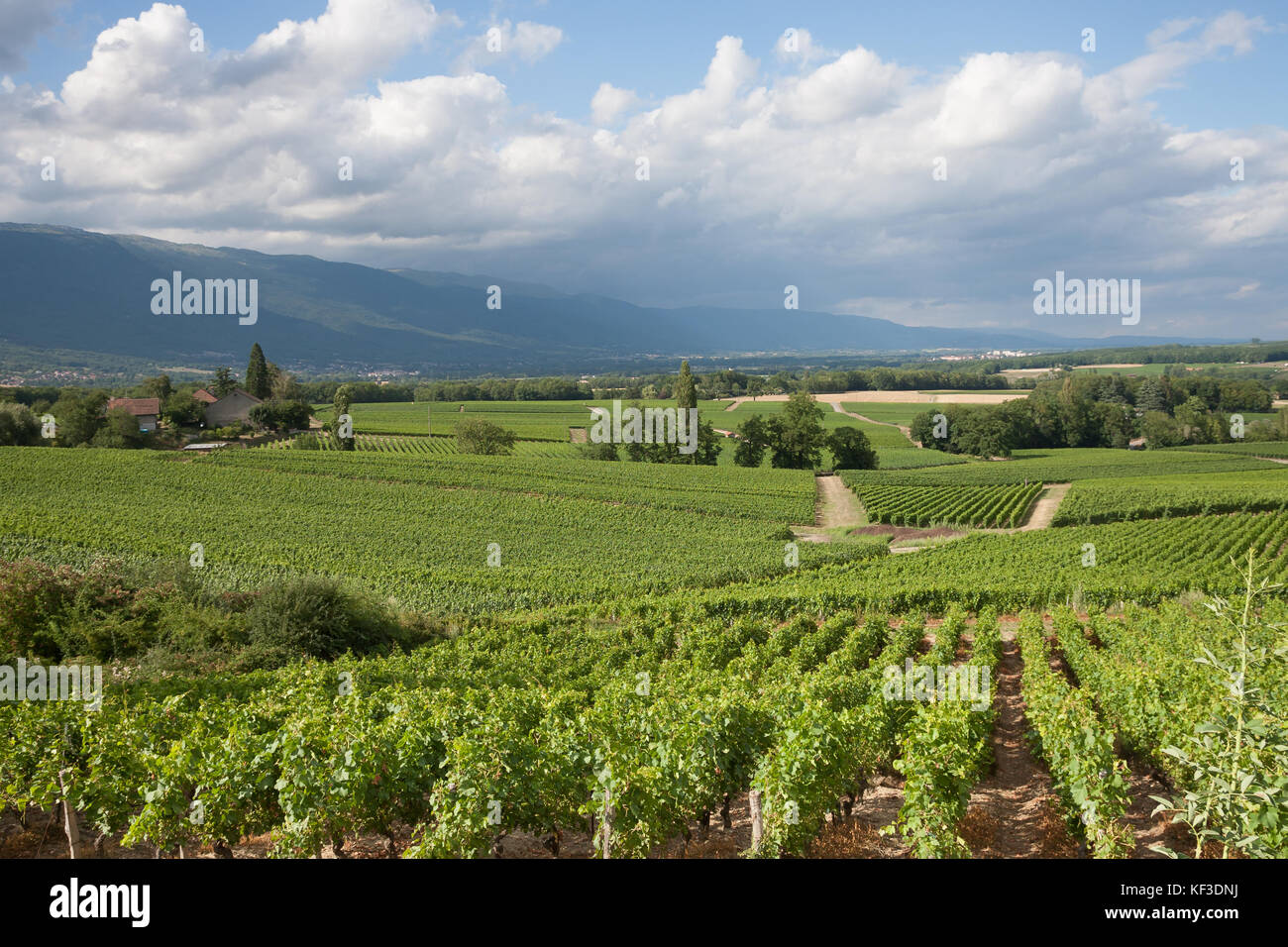 Vineyards in Geneva countryside Stock Photo - Alamy