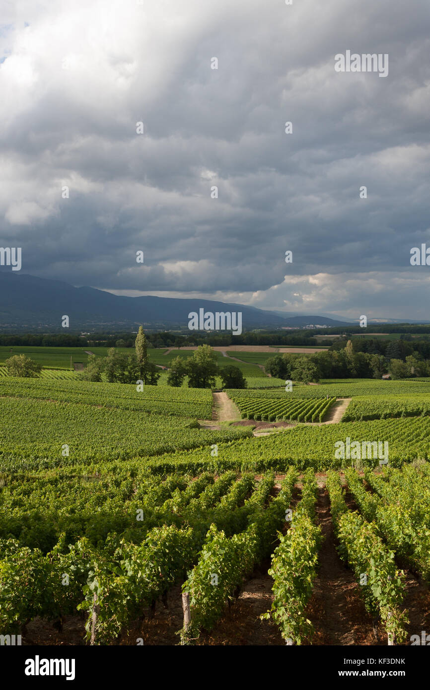 Vineyards in Geneva countryside Stock Photo - Alamy