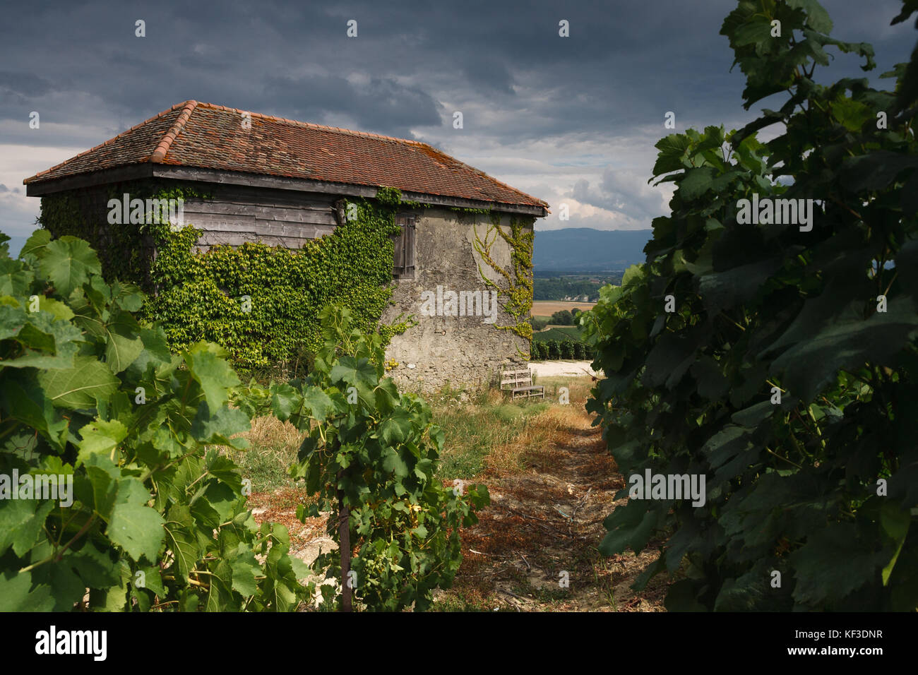 Vineyards in Geneva countryside Stock Photo - Alamy