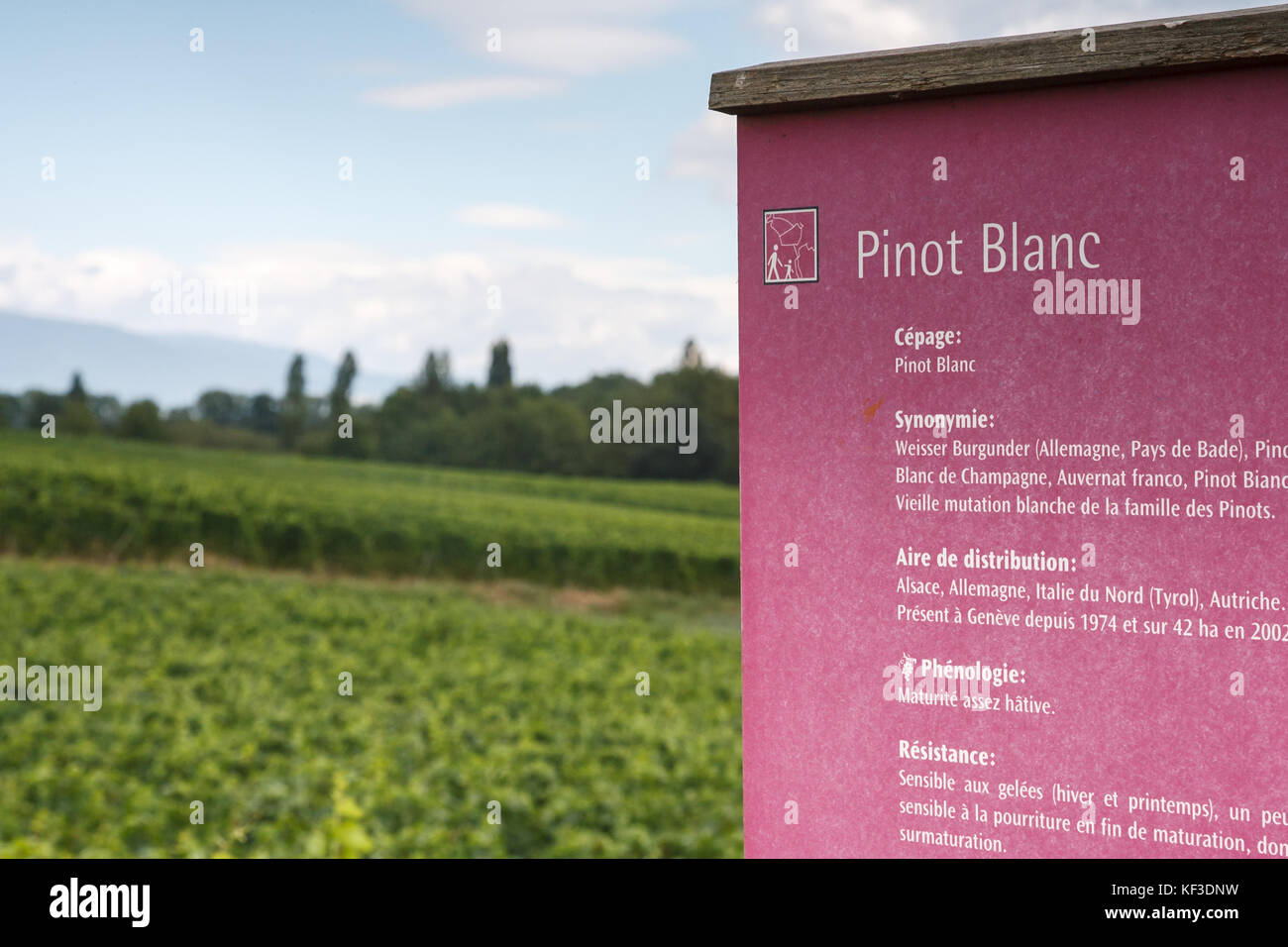 Vineyards in Geneva countryside Stock Photo - Alamy