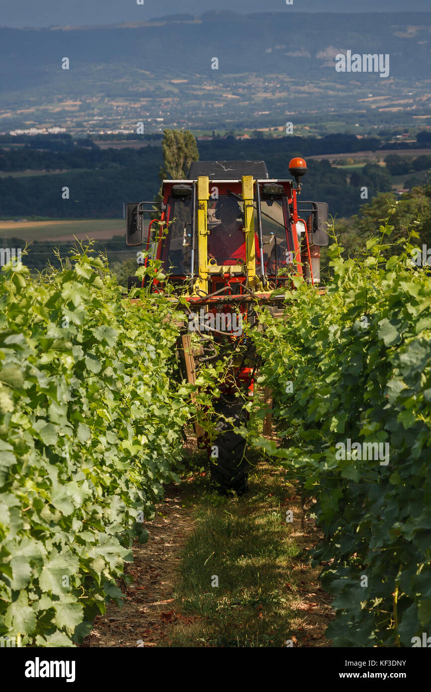 Tractor driving through Grape vines during harvest Stock Photo - Alamy