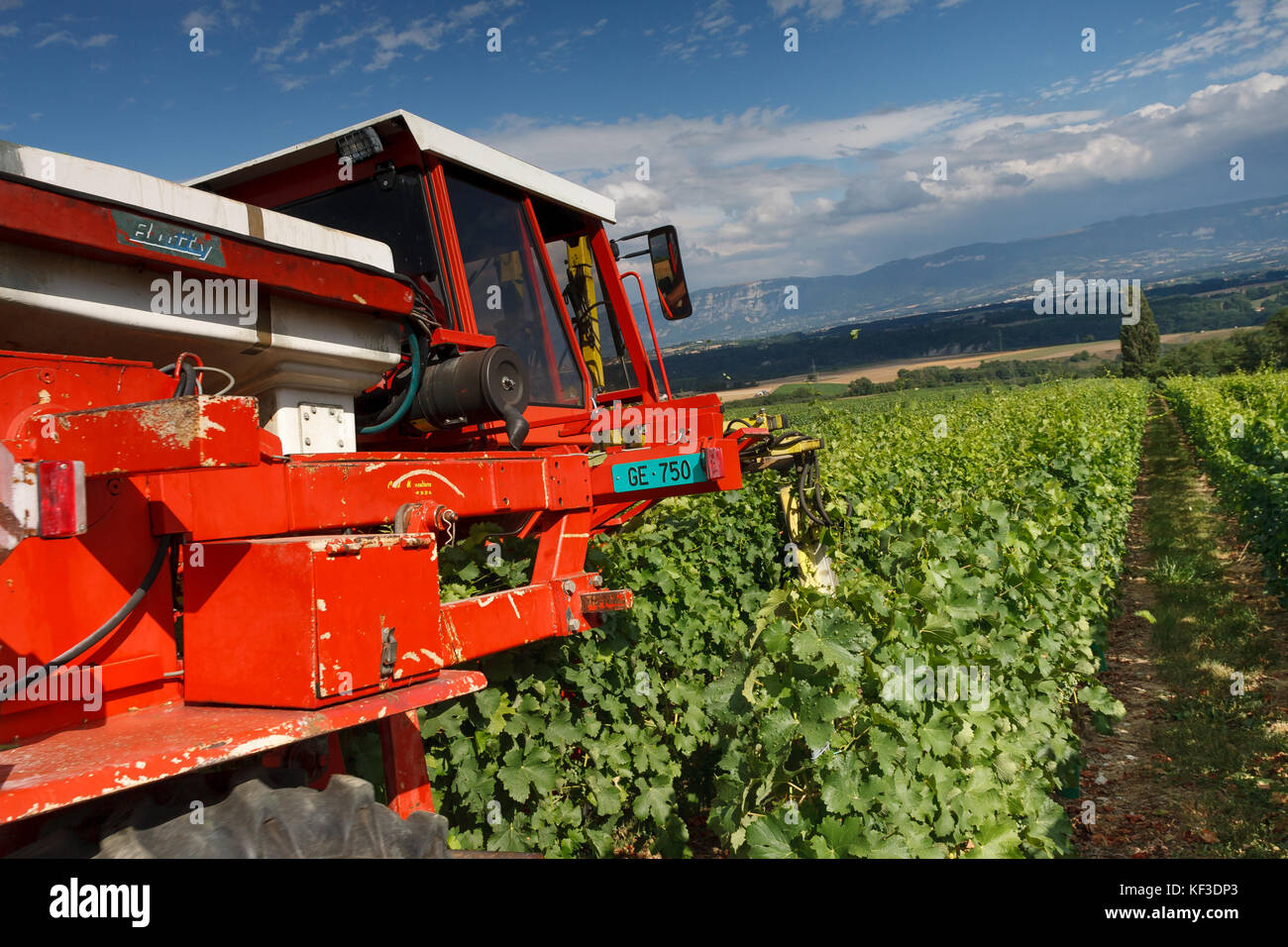 Tractor driving through Grape vines during harvest Stock Photo - Alamy