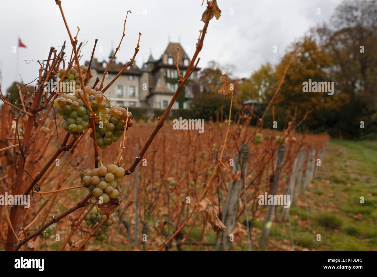 Grape vines after harvest in Geneva region, Switzerland Stock Photo - Alamy
