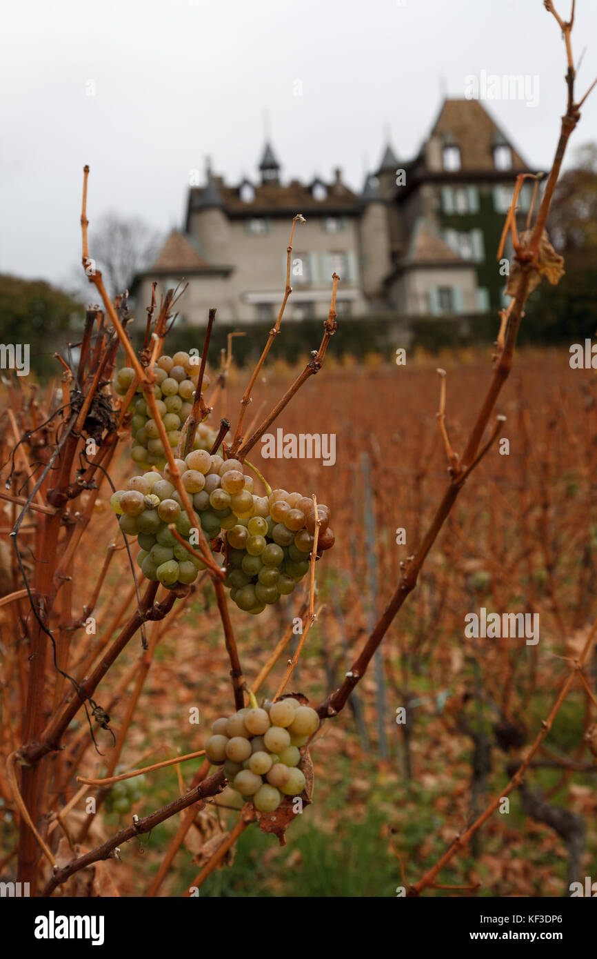 Grape vines after harvest in Geneva region, Switzerland Stock Photo - Alamy