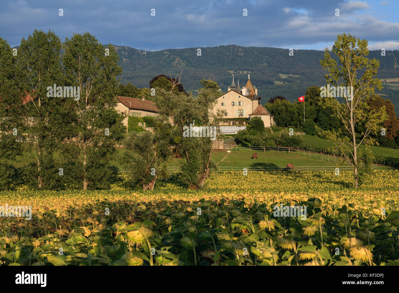 Vineyards and Chateau de Jussy. Geneva countryside. Switzerland Stock ...