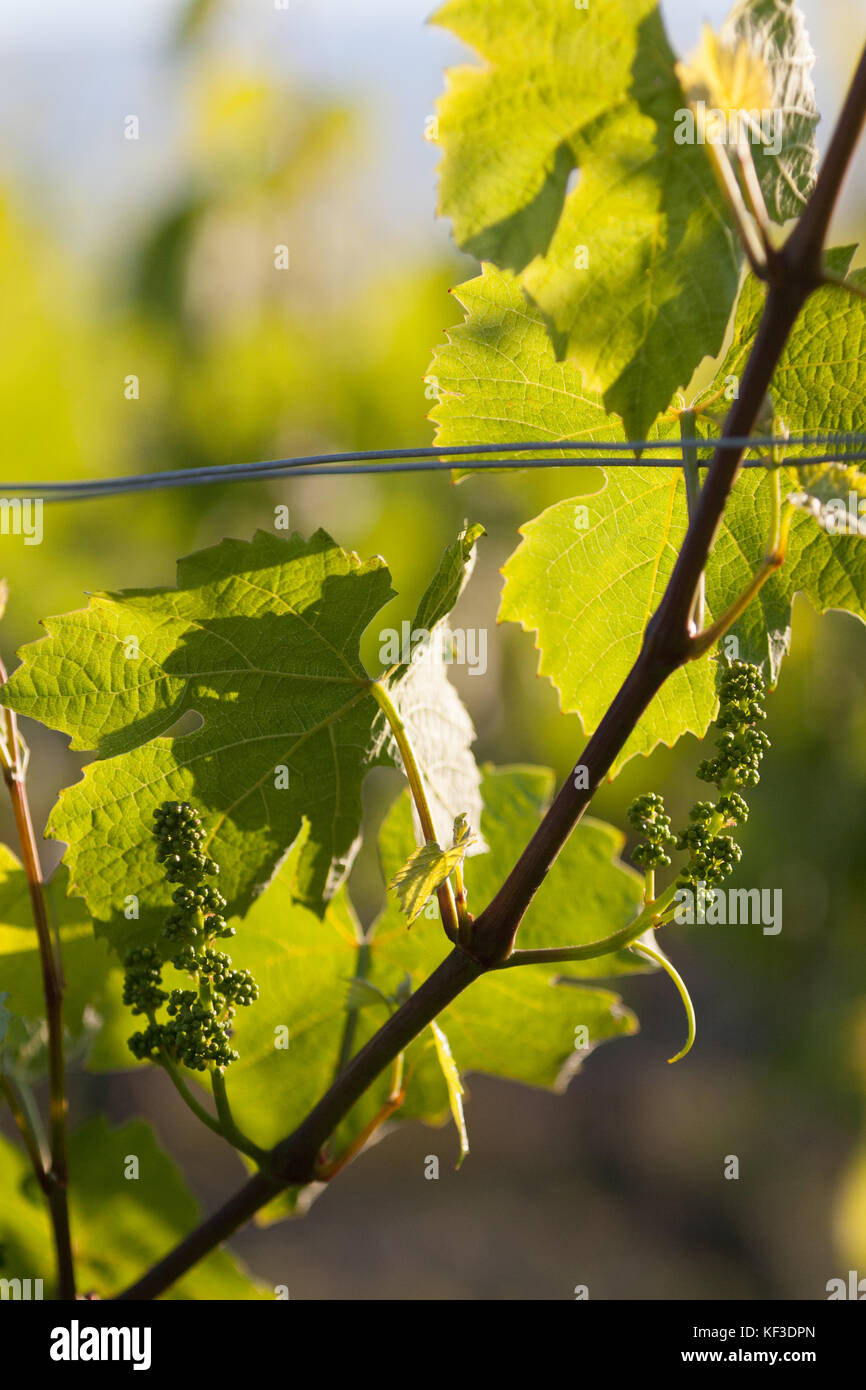 Close-up view of new young grape in sunny spring day Stock Photo - Alamy