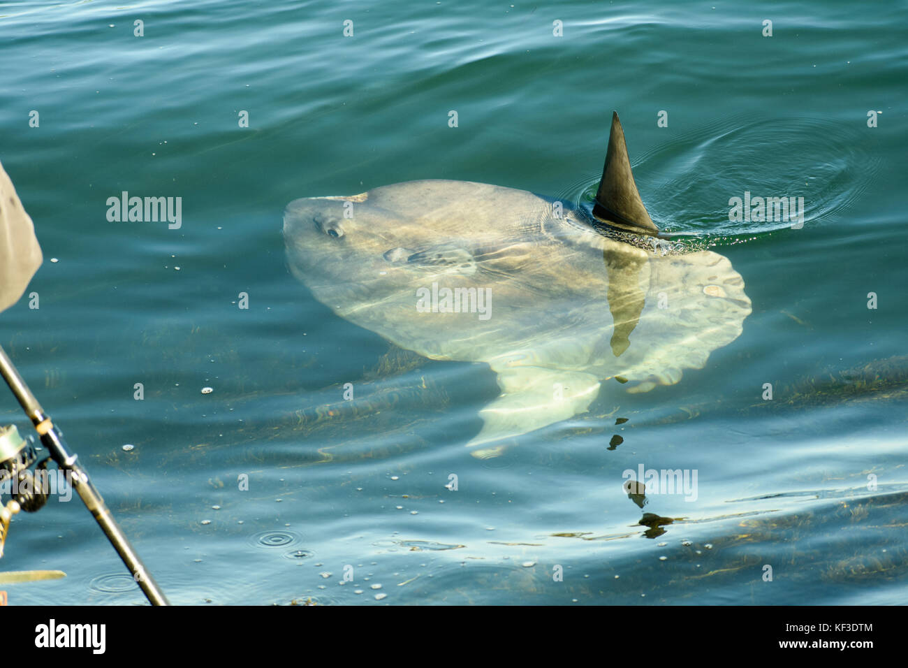 Ocean Sunfish caught in Cape Cod Canal Stock Photo - Alamy