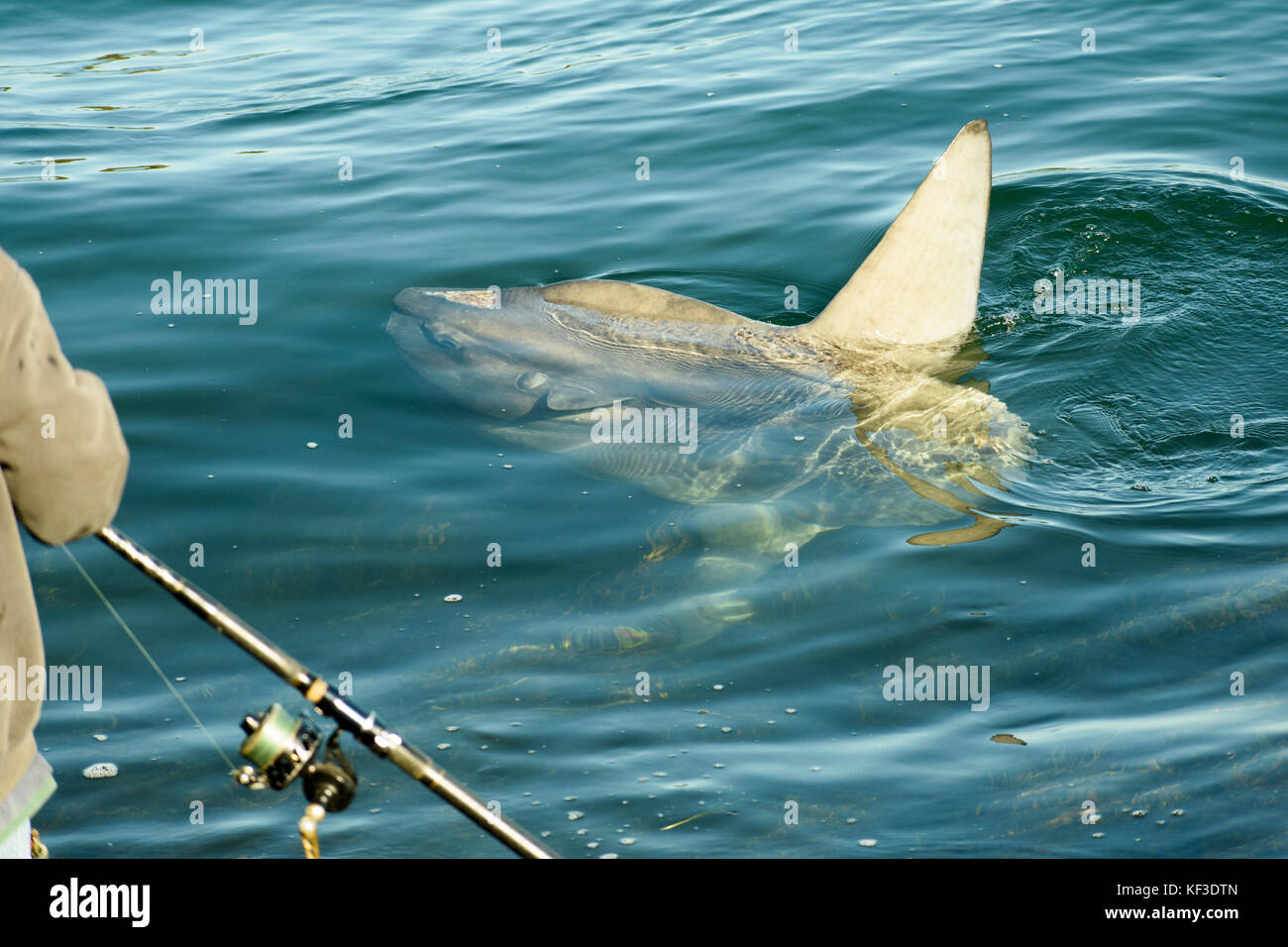 Ocean Sunfish eyeing a fisherman that just released it after being ...