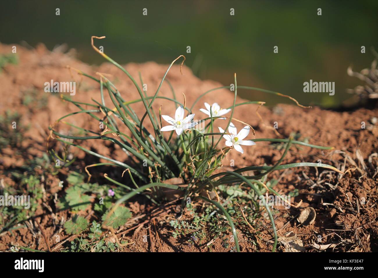 Native flowers hi-res stock photography and images - Alamy