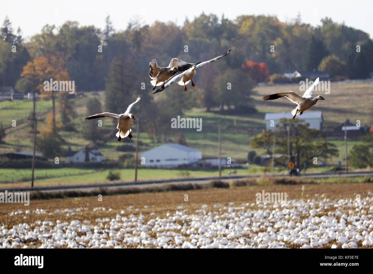 Flying snow geese hi-res stock photography and images - Alamy