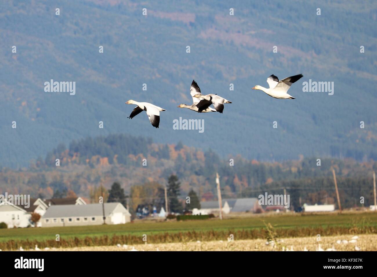 Flying snow geese hi-res stock photography and images - Alamy