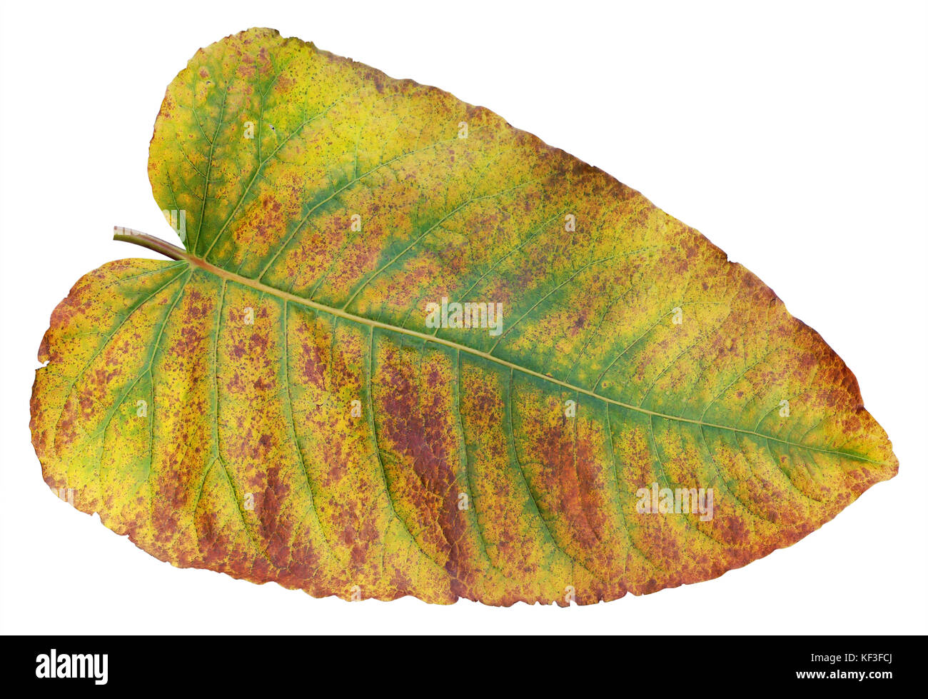 Autumn yellow red leaf of European forest plant Angelica isolated with ...