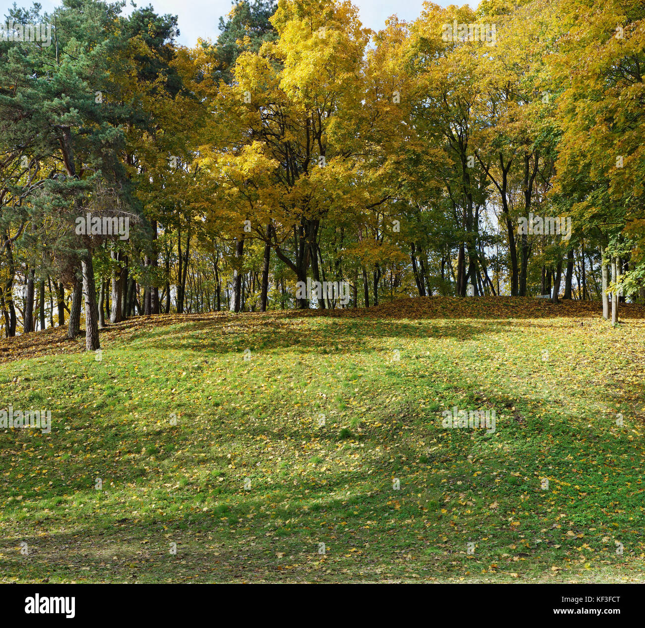 Golden real autumn maple tree hill landscape. Panoramic collage from ...