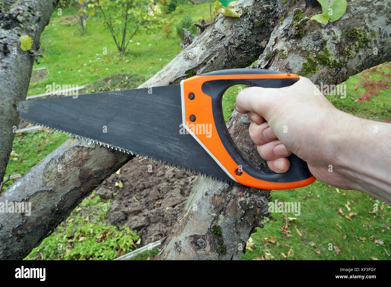 Grandpa tree hi-res stock photography and images - Alamy