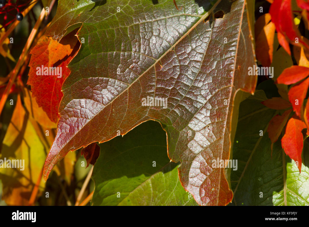 Virginia creeper plant. Five-leaved ivy fruits. Leaves background Stock ...
