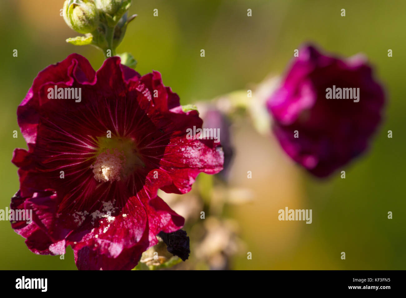 Pair of purple malva flowers. Beauty lavatera plant on dissolve ...