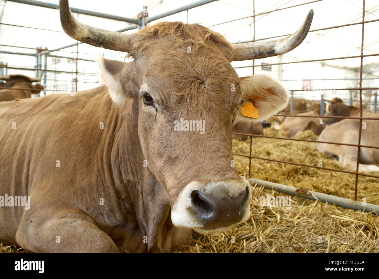 Indoor agricultural fair hi-res stock photography and images - Alamy