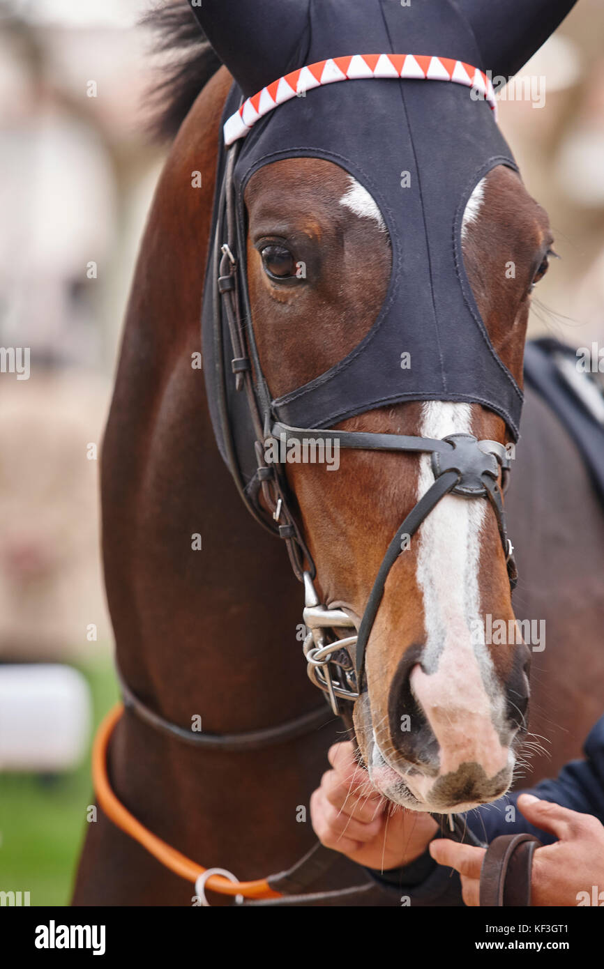 Race horse head ready to run. Paddock area. Vertical Stock Photo - Alamy