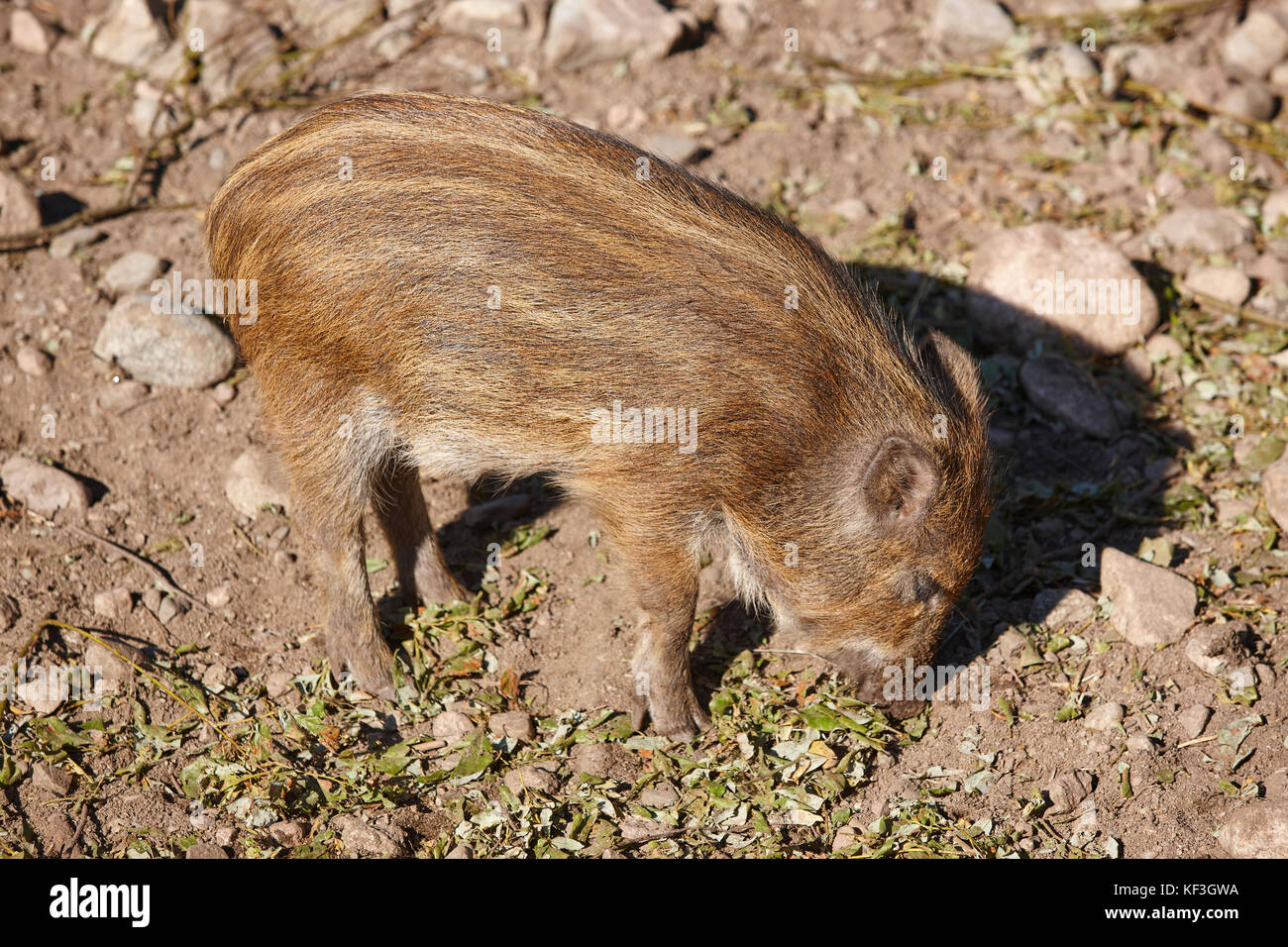 Baby wild boar feeding on the ground. Animal background. Horizontal ...