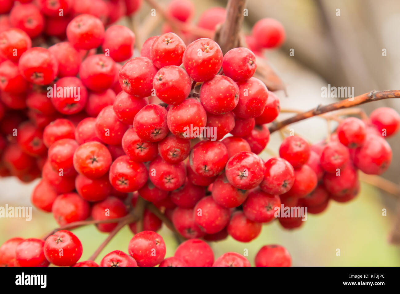 red berries rowan of Russian ashberry on a tree close-up Stock Photo ...