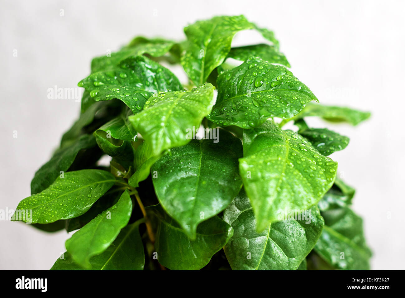 Young sprouts of coffee tree in a pot. Coffee tree leaves with drops of ...
