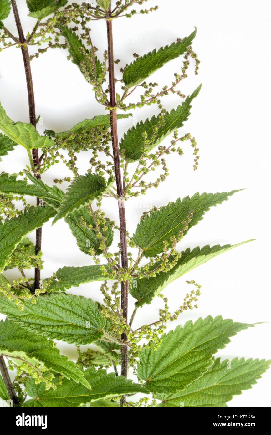 Stinging nettle, which can be an industrial plant whose stem can be ...