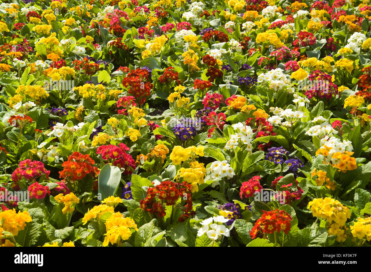 Multi colored primrose hi-res stock photography and images - Alamy