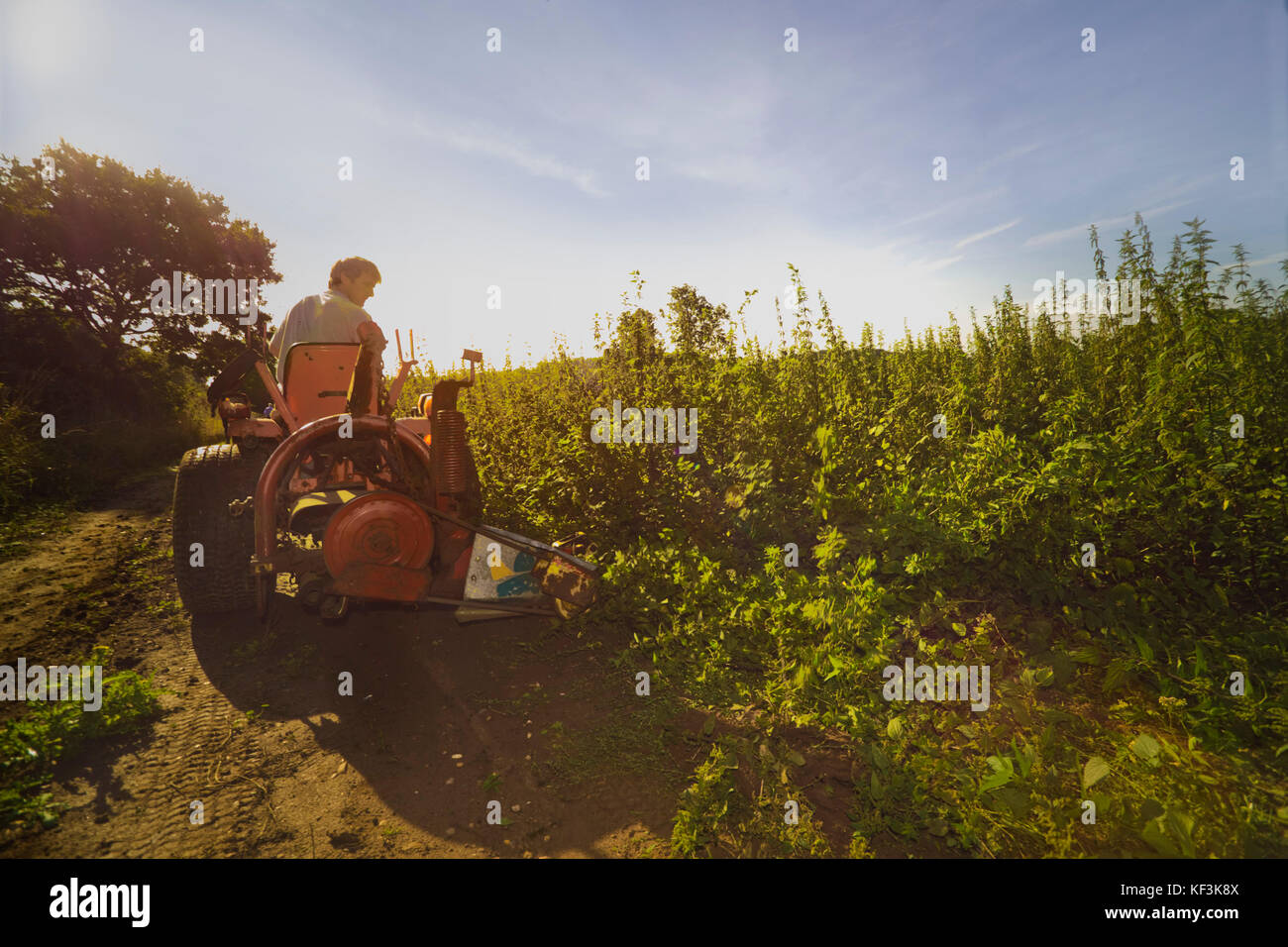 Harvesting an experimental large-scale planting of nettles (Urtica ...