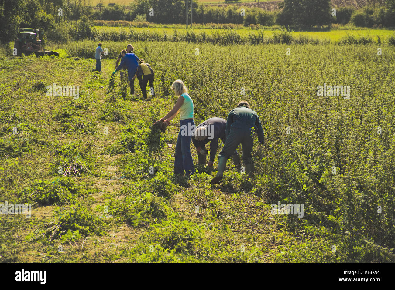 Nettle fiber hi-res stock photography and images - Alamy
